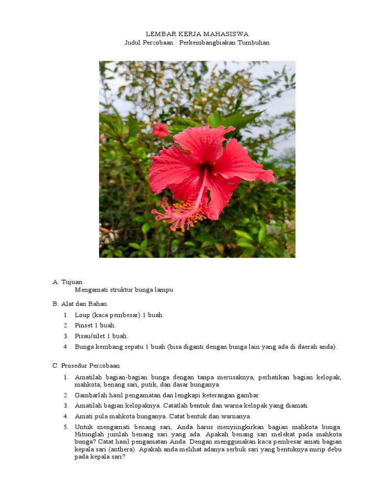 M1.3.3.1 - Bunga Lampu | PDF | Griya & Taman | Kesehatan Holistik