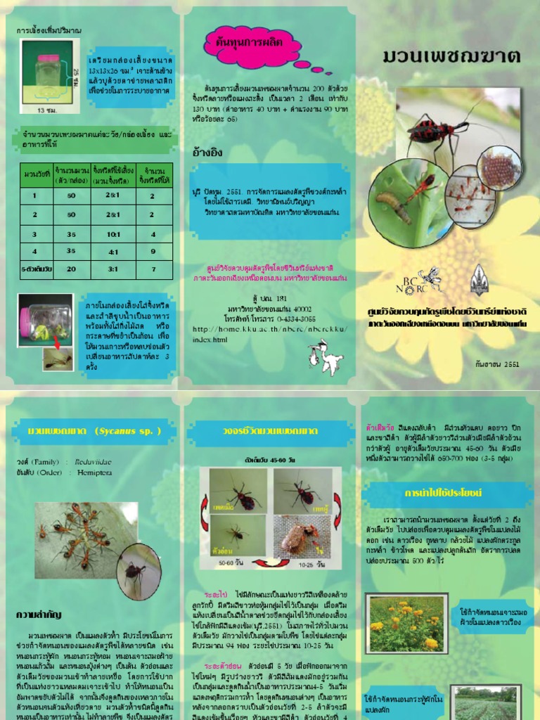 Sycanus SP | PDF