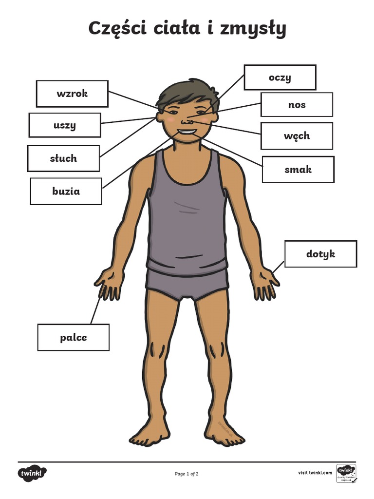 Polski Karty Czesci Ciala I Zmysly | PDF