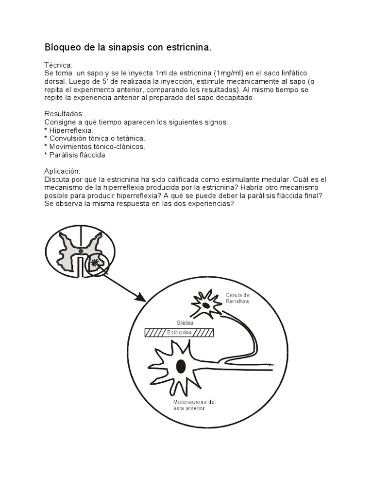 Accion de La Estricnina | PDF