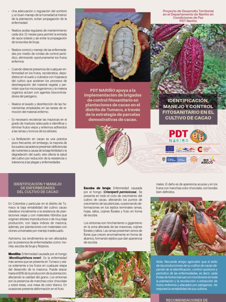 Recomendaciones para el manejo y control fitosanitario del cultivo de cacao en el departamento ...