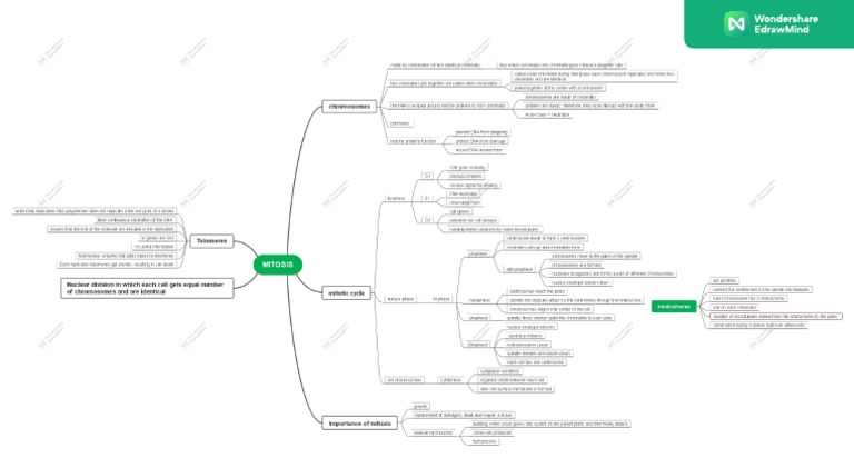 Mitotic Cell Cycle Mind Map | PDF