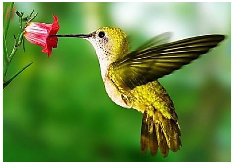 Colibri | PDF