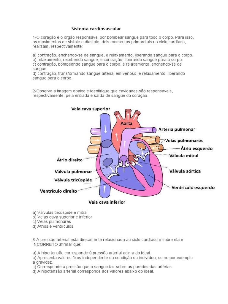 Sistema Cardiovascular | PDF