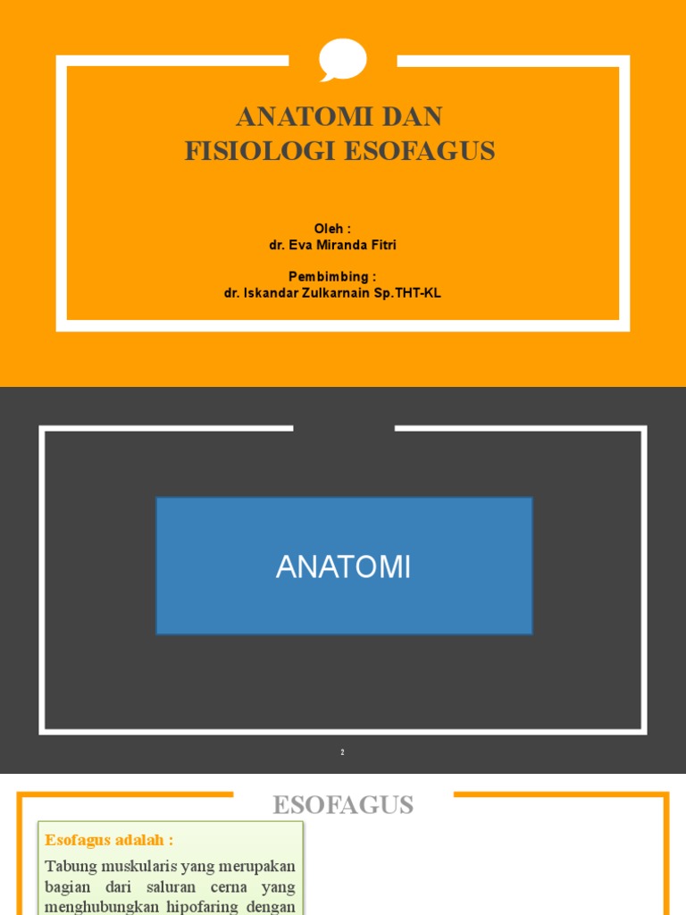 Anatomi dan Fisiologi Esofagus | PDF