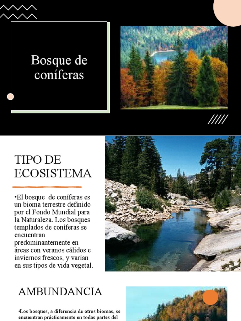 Bosque de Coníferas | PDF | Arboles | Los bosques