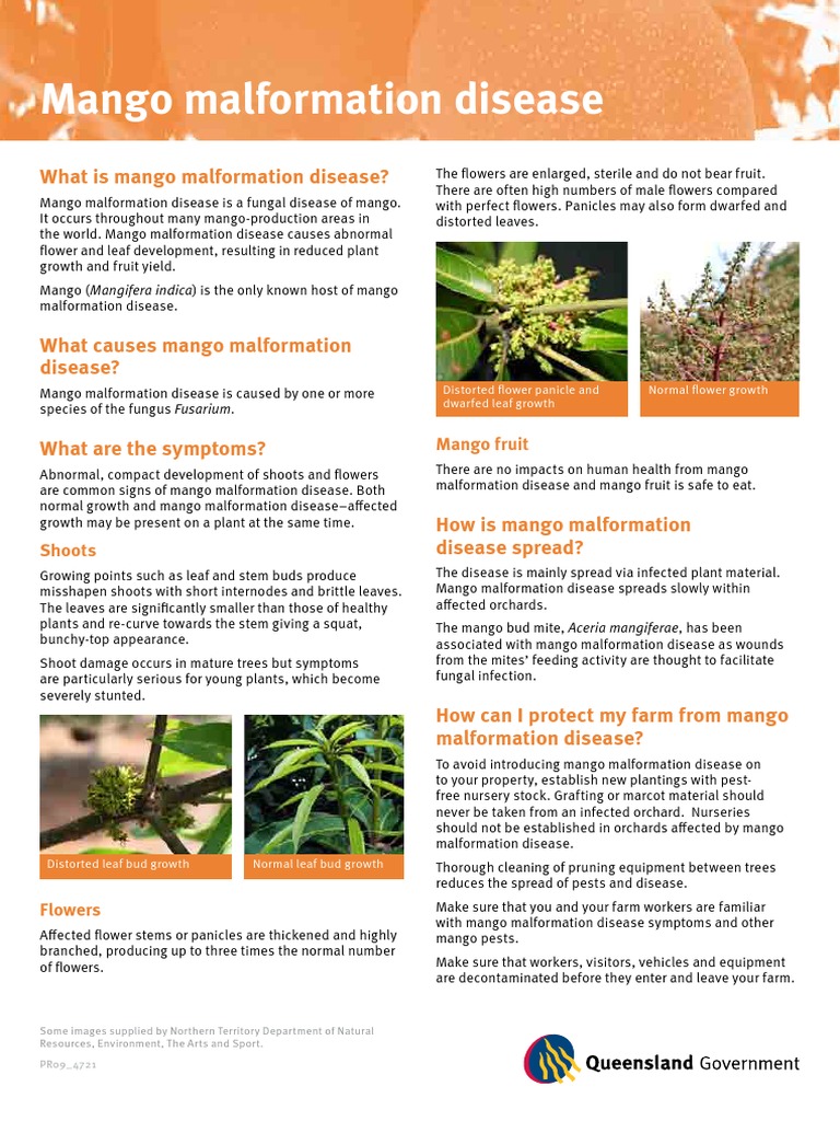 Mango Malformation Diesease | PDF