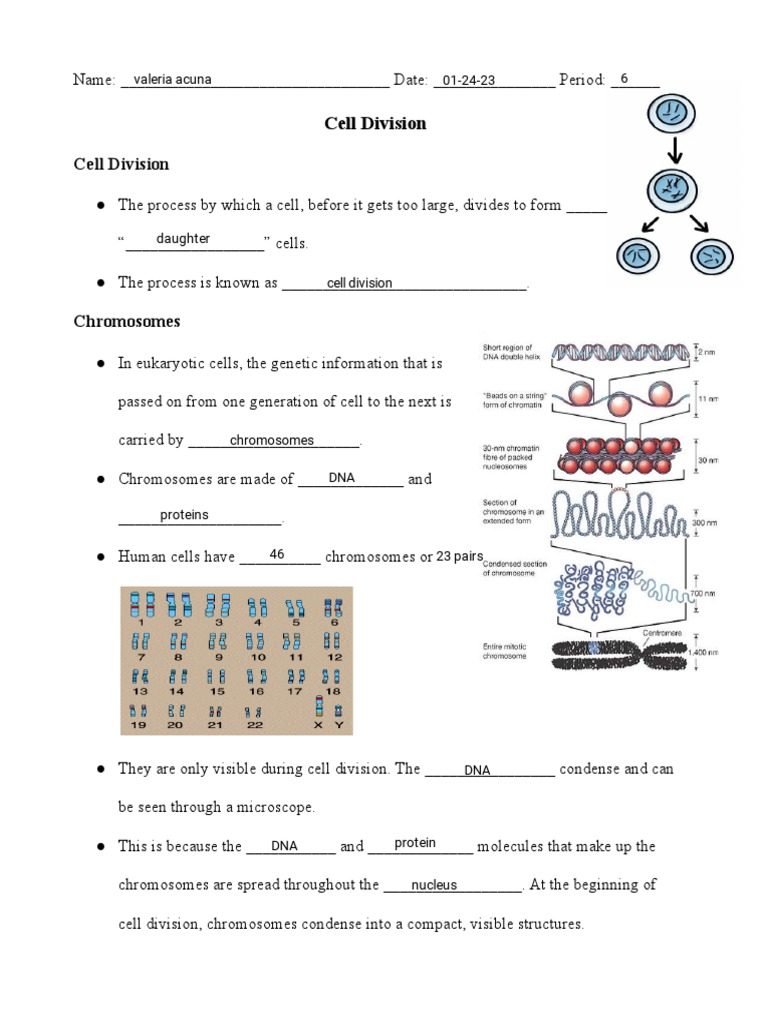 Kami Export Cell Cycle Notes And Vocab Download Free Pdf Mitosis Chromosome