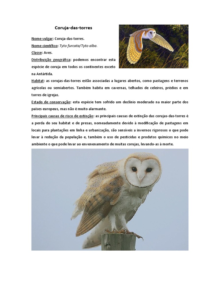 Ficha Da Coruja-Das-Torres | PDF