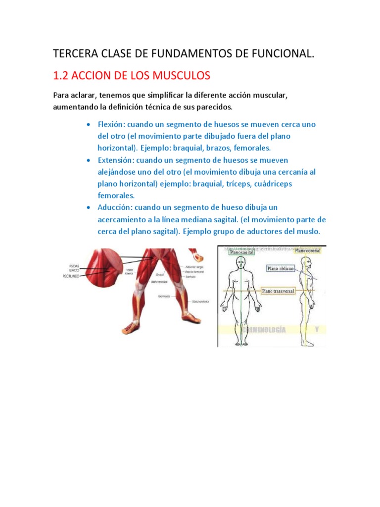 Acciones Musculares en Ejercicio Funcional | PDF