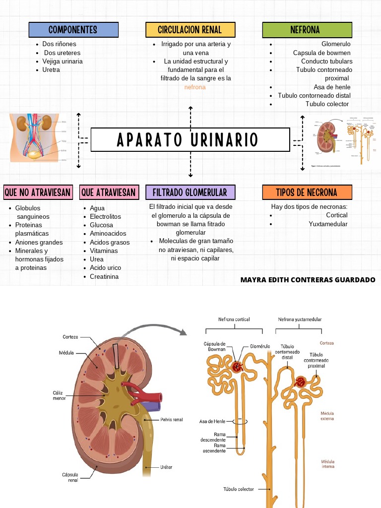 Aparato Urinario | PDF | Riñón | Sistema urinario