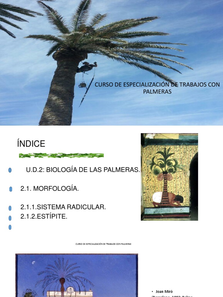 Ud 2 Biologia de La Palmera | PDF