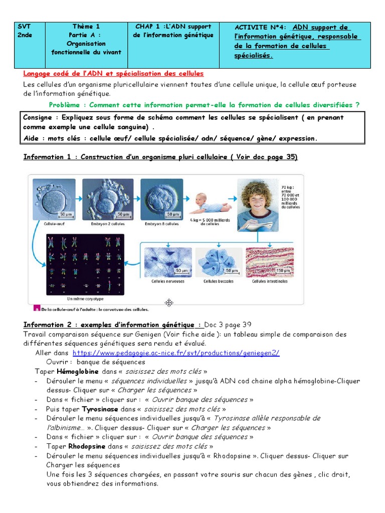 Spécialisation des cellules . ACT 4 Lole 2 | PDF