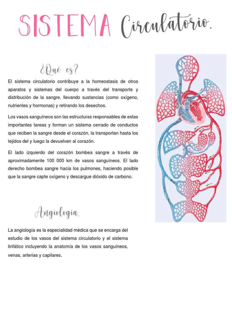 Sistema Circulatorio Anatomía | PDF | Sangre | Sistema circulatorio