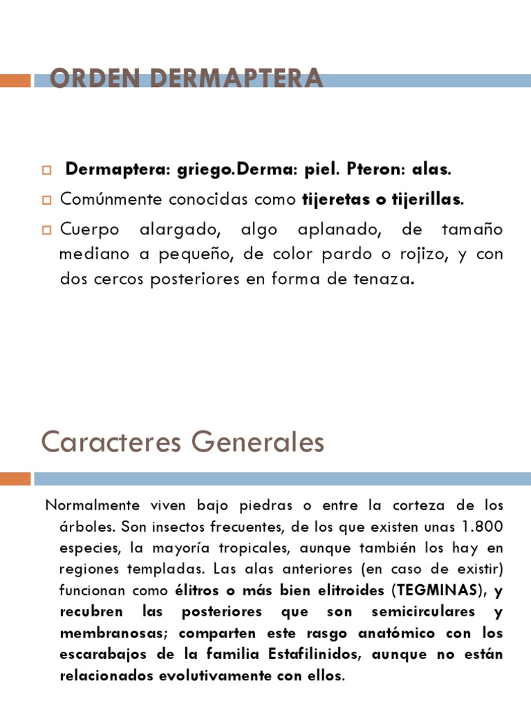 Clase 8. Dermaptera | PDF | Insectos | Hexapoda