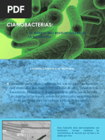 Estructuras y funciones de cianobacterias | PDF | Cianobacterias ...