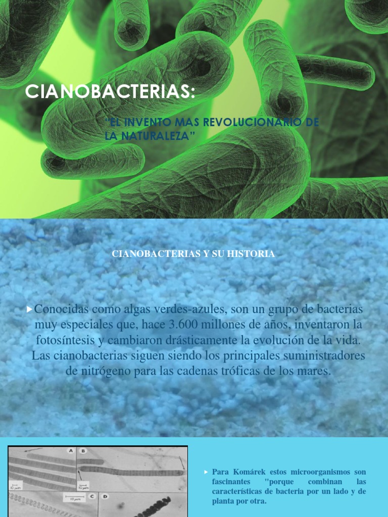 CIANOBACTERIAS | PDF | Cianobacterias | Plantas