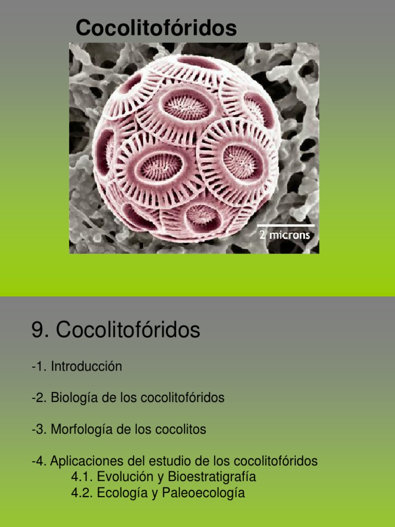 09 Cocolitoforidos | PDF | Biología Celular) | Evolución