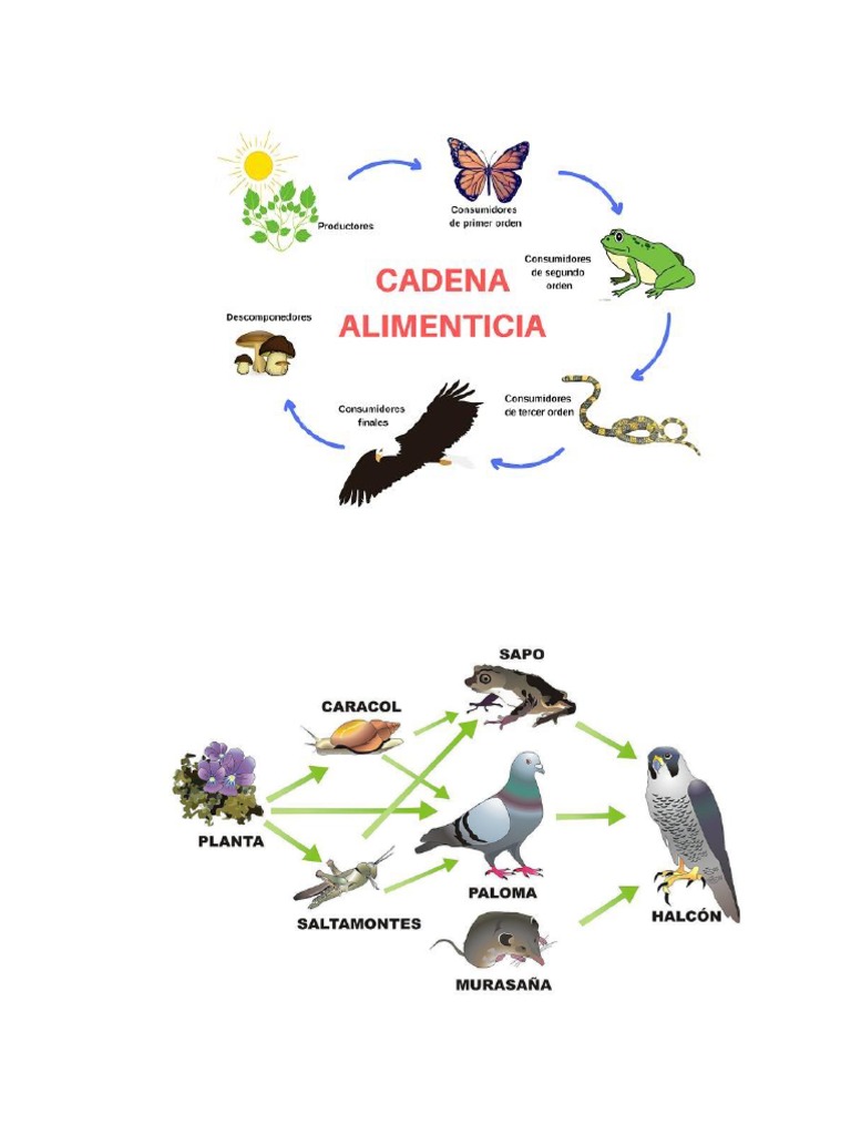 Cadena Alimenticia | PDF
