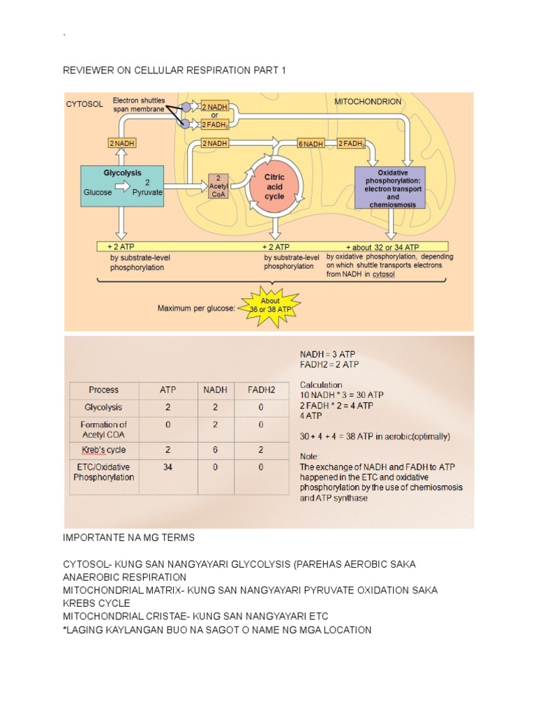 Reviewer On Cellular Respiration Part 1-1 | PDF