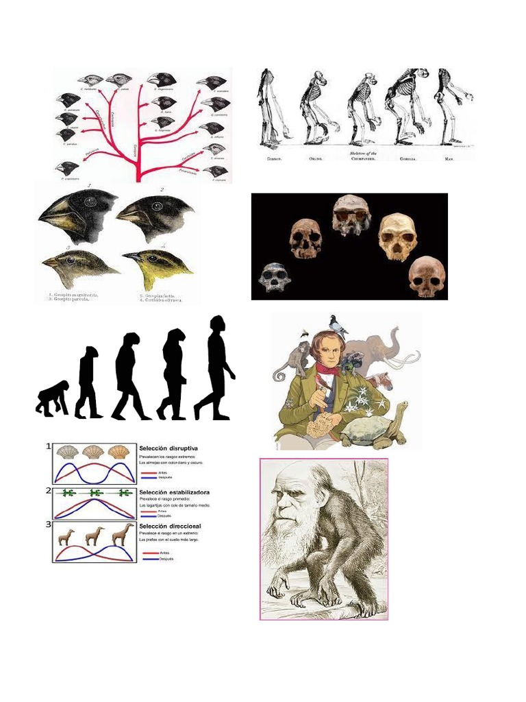 Le Teoria de La Seleccion Natural de Darwin, Iker. | PDF