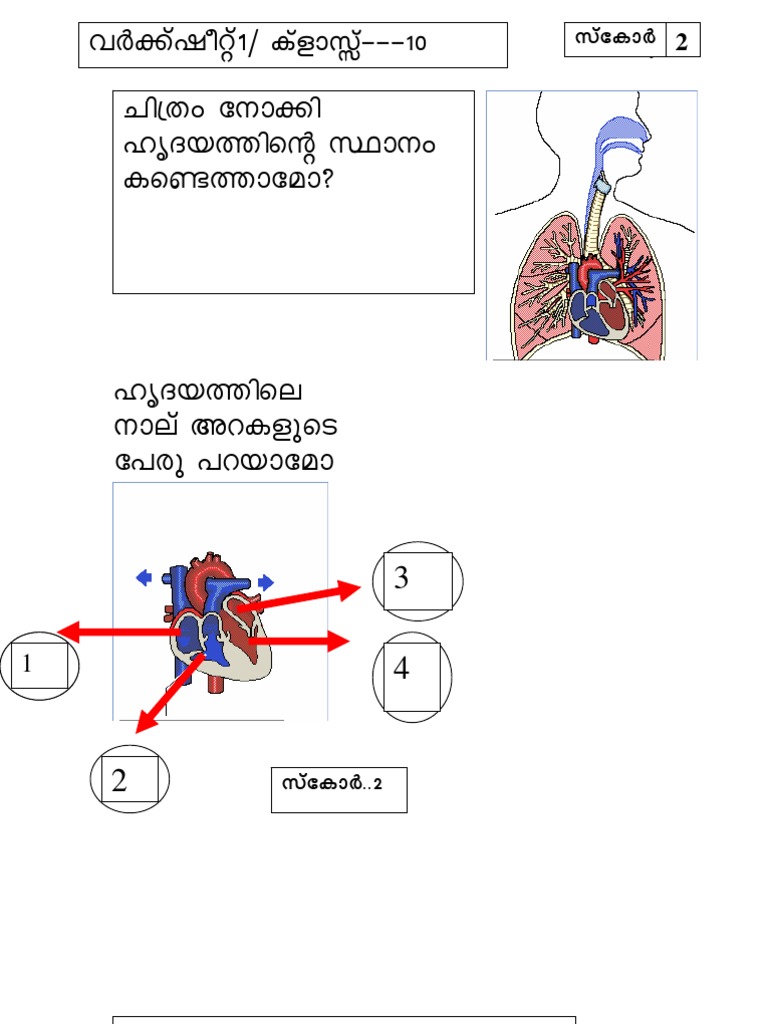 Biology Worksheet | PDF | Food Web | Biogeochemistry