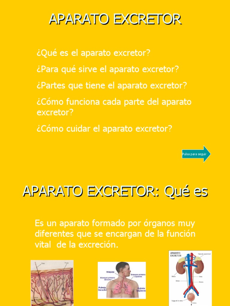 Guía Completa del Aparato Excretor | PDF | Sistema urinario | Excreción