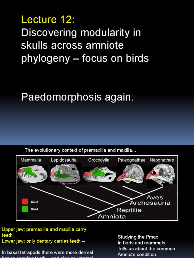 12,13 Teeth Skulls and Beaks | PDF