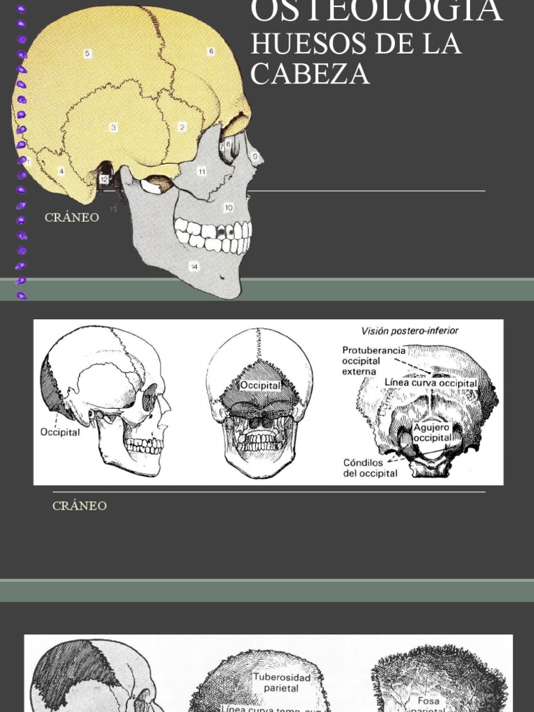 Osteología Huesos de La Cabeza Craneo y Cara | PDF