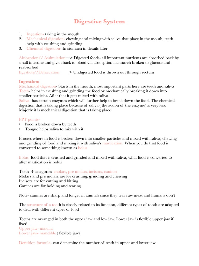 Digestive System Notes Igcse | PDF