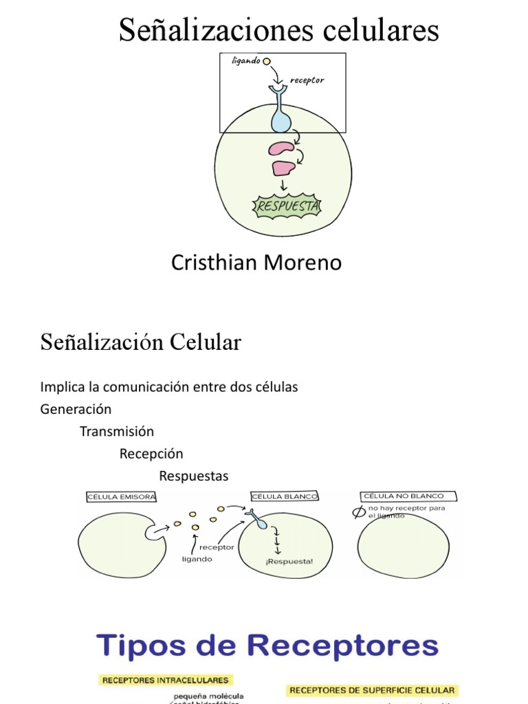 Señalización Celular Pdf