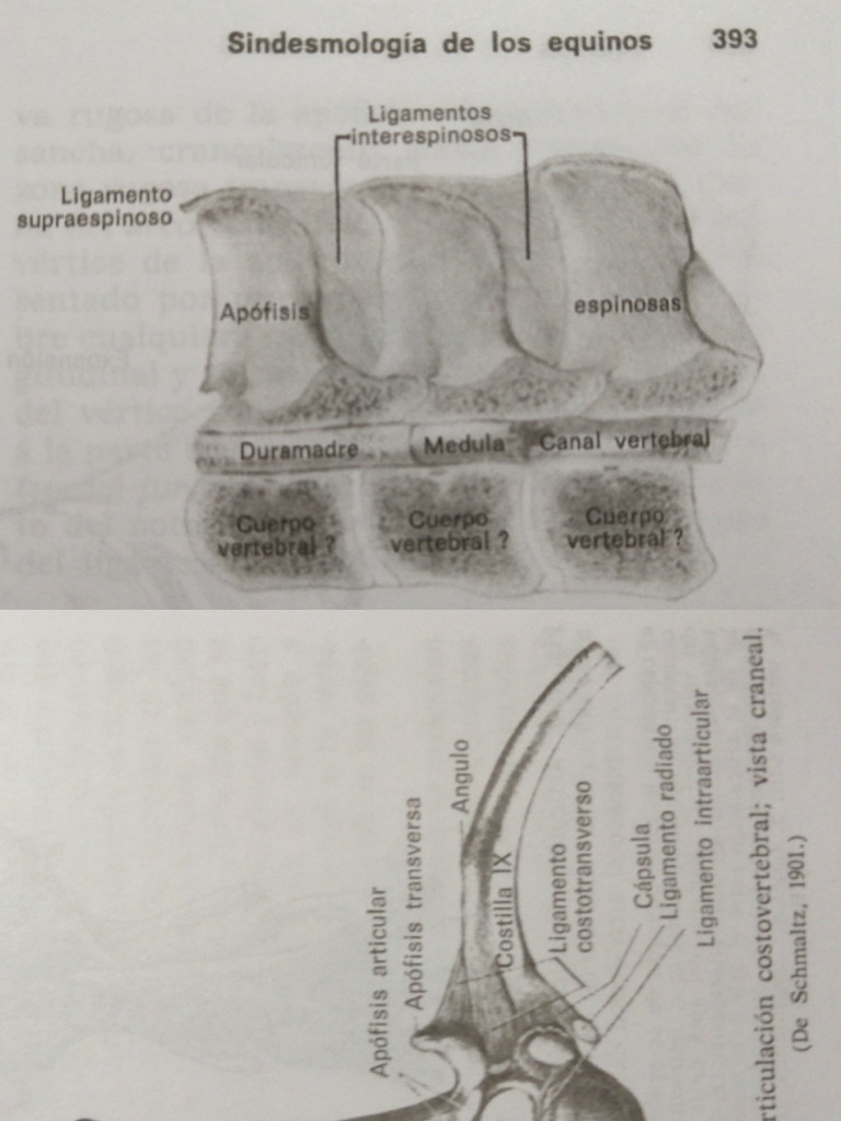 Disección anatómica de la articulación carpiana izquierda y estructuras ...