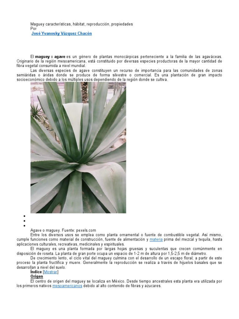 Maguey Características | PDF | Fertilizante | Hoja