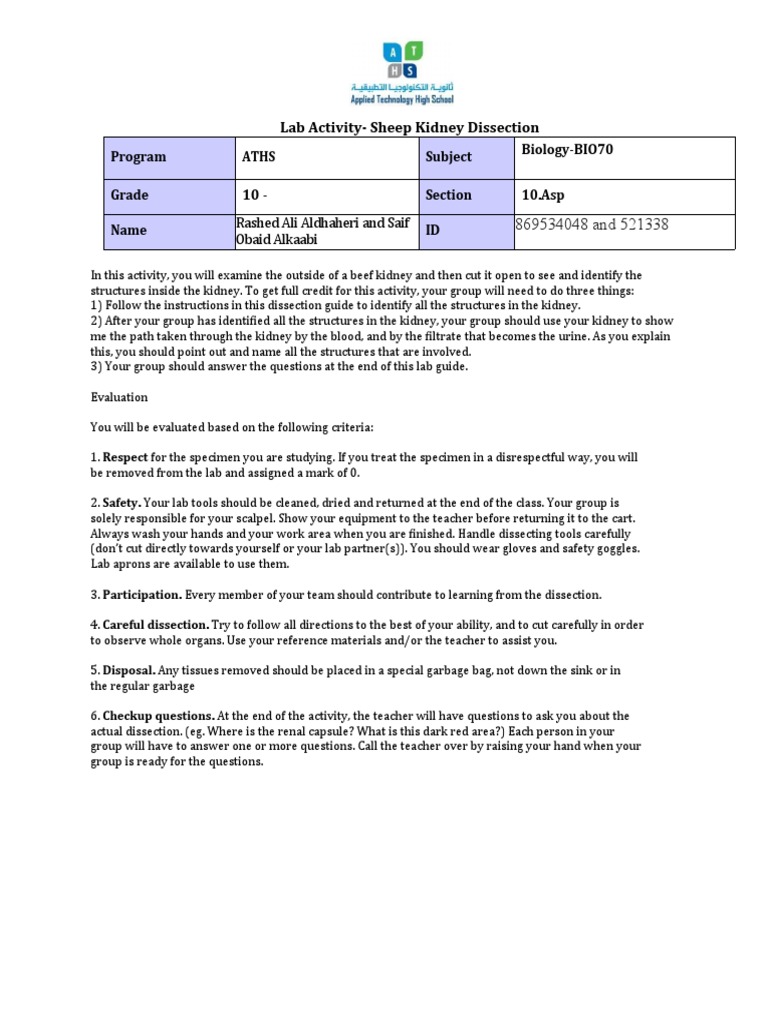 Lab Activity-Kidney Dissection | PDF | Kidney | Urinary System