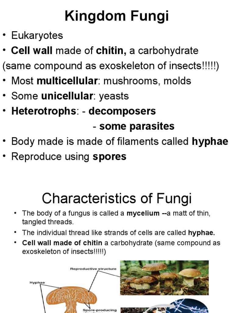 6 Fungi | PDF