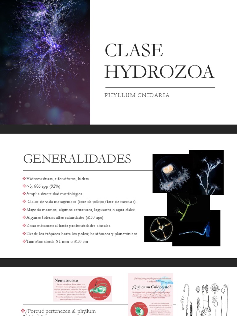 Clase Hydrozoa | PDF | Organismos acuáticos | Animales acuáticos