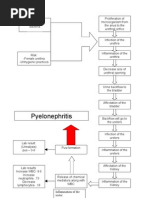 UTI Pathophysiology Flowchart | PDF