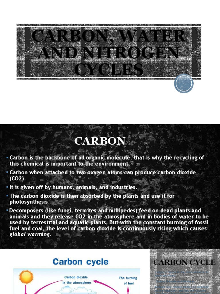 The Interconnected Cycles of Carbon, Water and Nitrogen: Exploring the ...