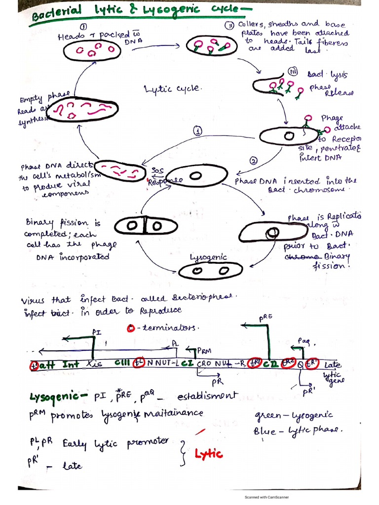 Bacterial Lytic and Lysogenic Cycle | PDF