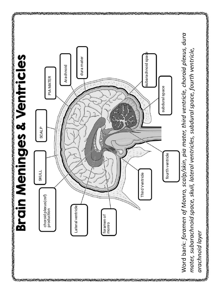 Kami Export - Nervous - System - Diagrams | PDF