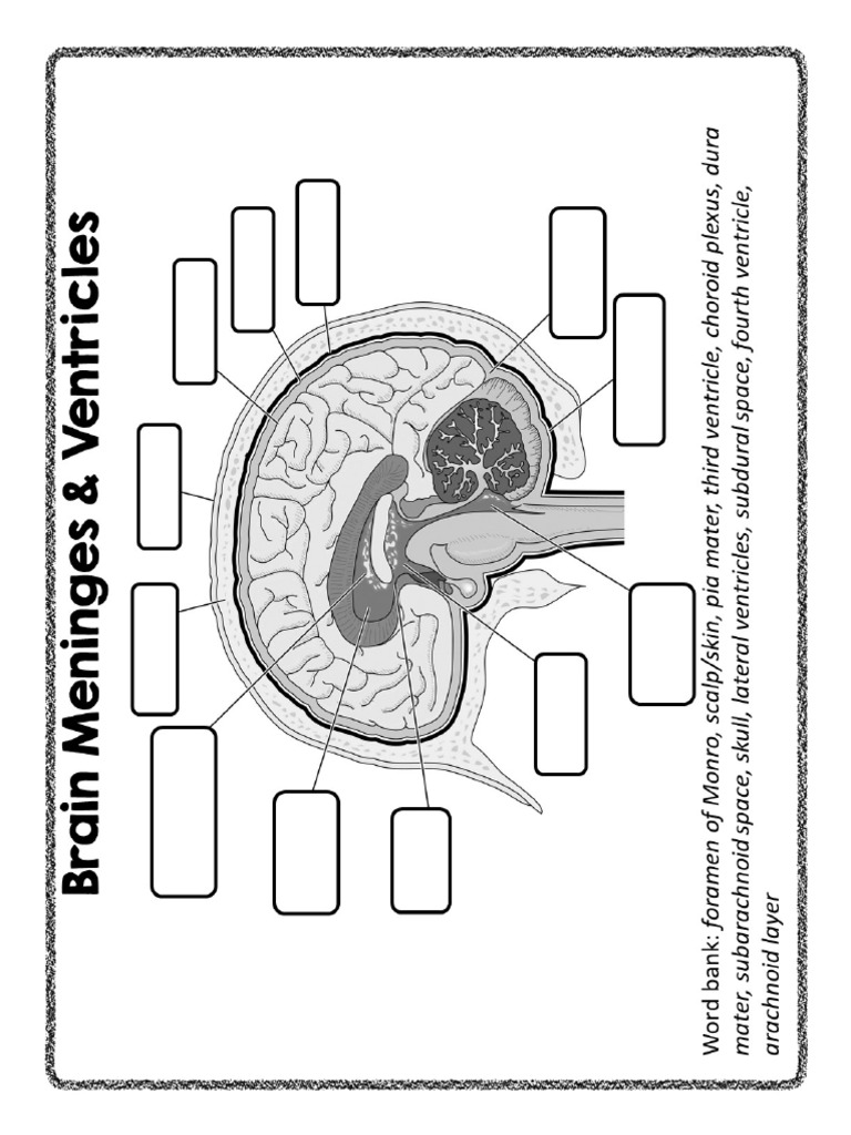 Nervous System Diagrams | PDF