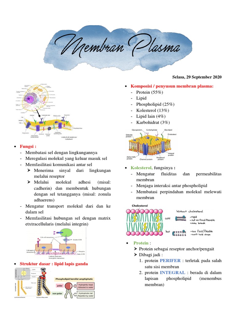 Membran Plasma | PDF