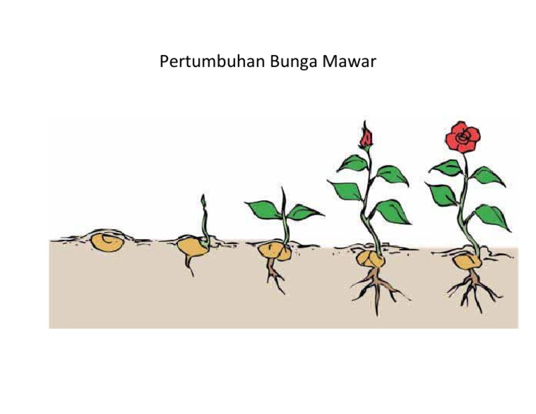 Pertumbuhan Bunga Mawar | PDF