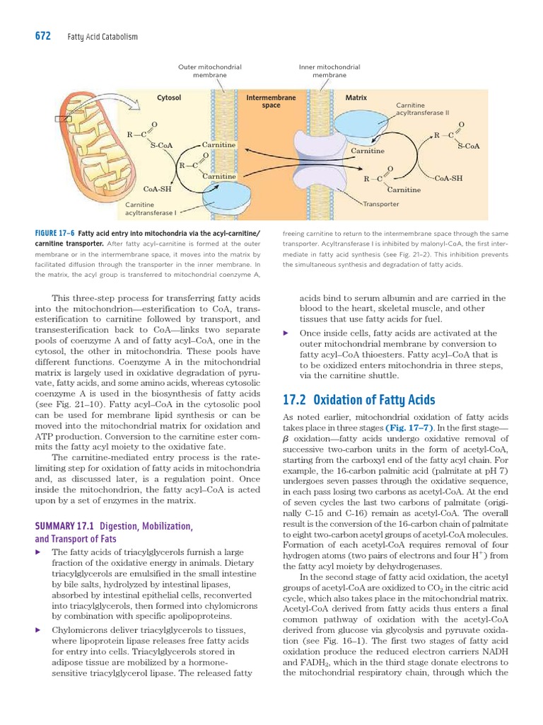 Fatty Acid Oxidation Explained | PDF | Fatty Acid | Diet & Nutrition