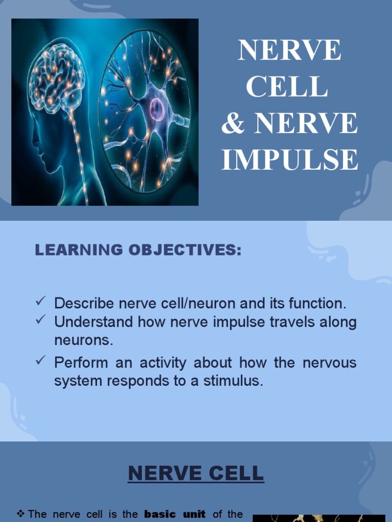 Nerve Cell PPT 1 | PDF | Neuron | Axon