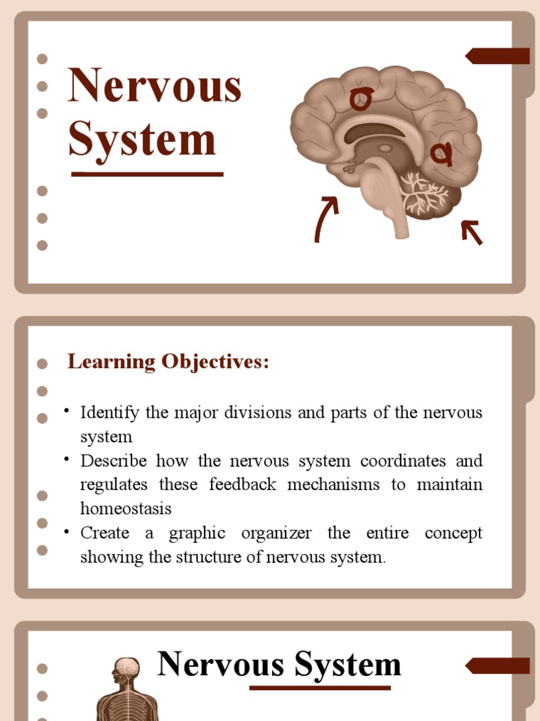 Nervous System POWERPOINT | PDF | Nervous System | Central Nervous System
