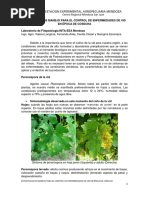 Morfología de Frutos: Silicua y Cipsela | PDF | Fruta | Morfología Vegetal