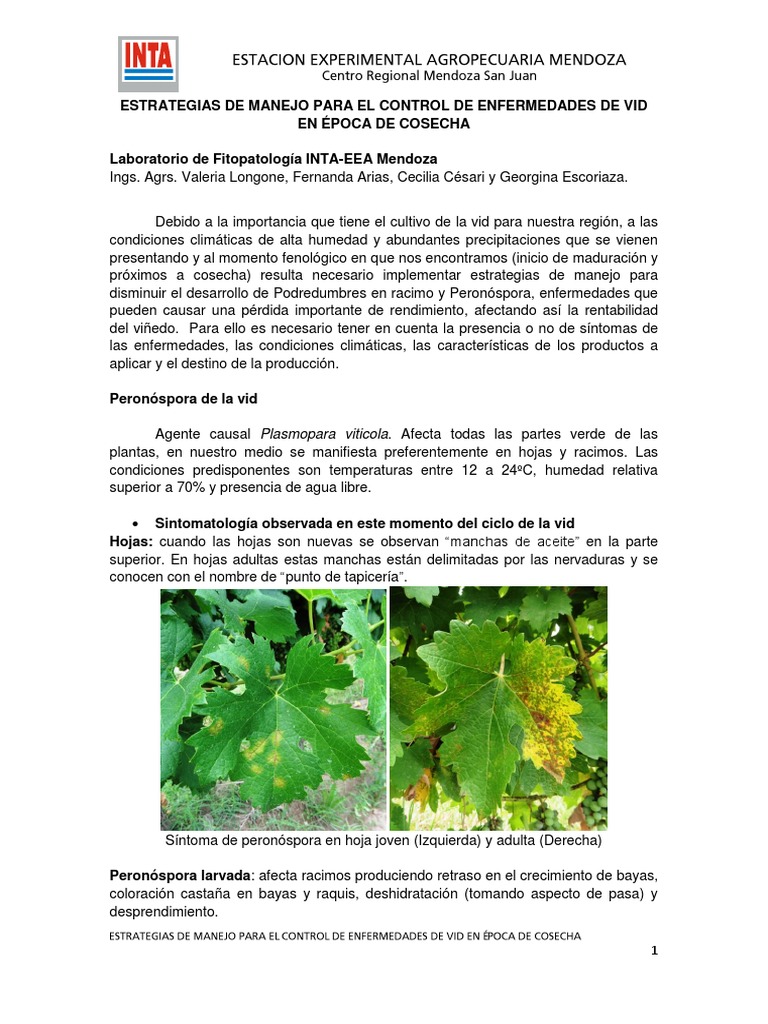 Control de Peronóspora en Vid | PDF | Cosecha