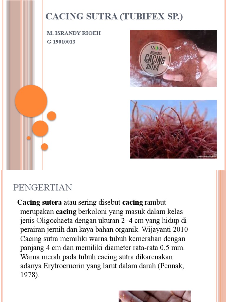 M. Israndy - Cacing Sutra (Tubifex SP | PDF