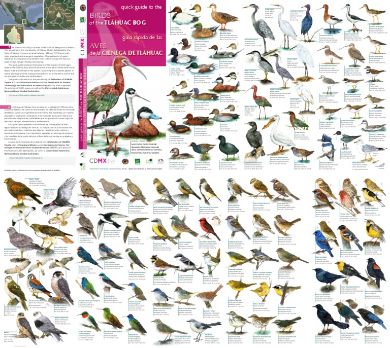 Guia Aves Tlahuac | PDF | Birds | Ornithology